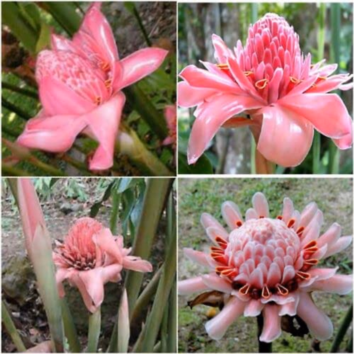 CHUXAY GARDEN 20 Seeds Pink Etlingera Elatior,Torch Ginger,Ginger Flower,Torch Lily,Philippine Wax Flower Seasoning Flowering Plants Excellent Addition to Garden