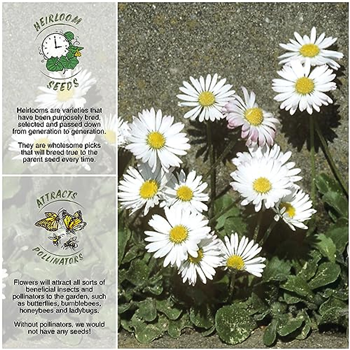 Seed Needs, White English Daisy Seeds - 1,000 Heirloom Seeds for Planting Bellis perennis (2 Packs)