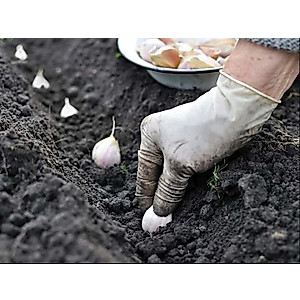 4 Early Italian Softneck Garlic Tubers Outdoors, Planting Ornaments Garden Perennials Simple to Grow Pots Gift