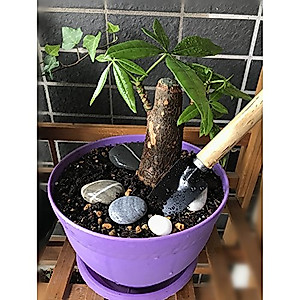 Bonsai Tool Kit, Bonsai Tree Kit Succulent Gardening Tools Set of 8 pcs Includes Pruning Shears, Mini Rake, Fold Scissors and More