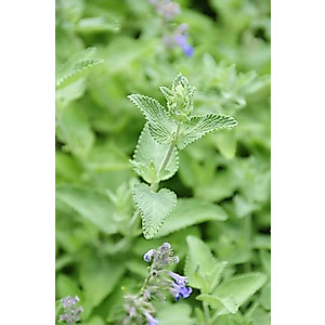 Sow Right Seeds - Catnip Seed for Planting - Popular Herb for Happy Cats - Non-GMO Heirloom Packet with Instructions to Plant and Grow - A Gift for The Cat Lover - Perennial Herb Indoors (1)