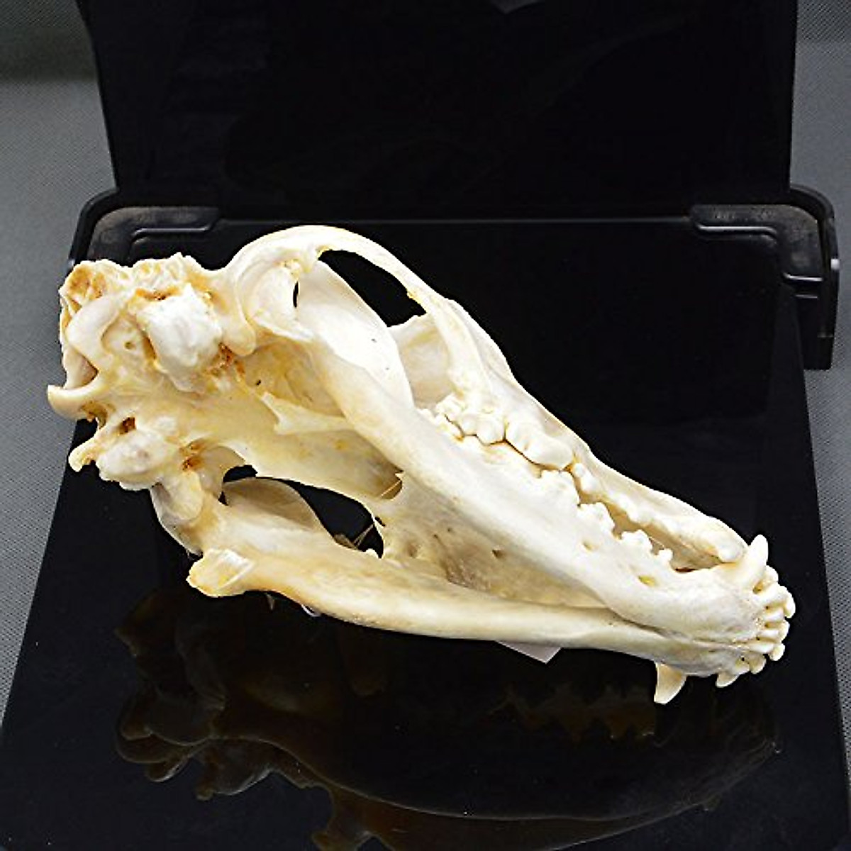 Hot Dog Skull Taxidermy Supplies Art Bone Vet Medicine 1:1