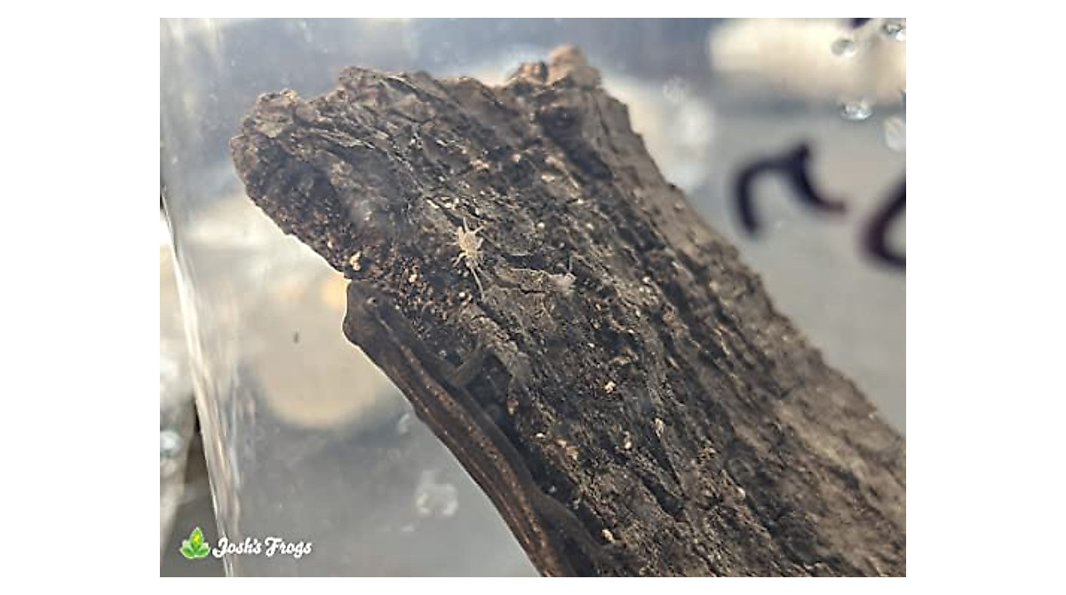 Pinhead Banded Crickets - Live Feeders for Your Pets