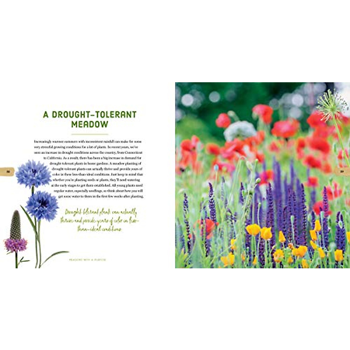 Mini Meadows: Grow a Little Patch of Colorful Flowers Anywhere around Your Yard