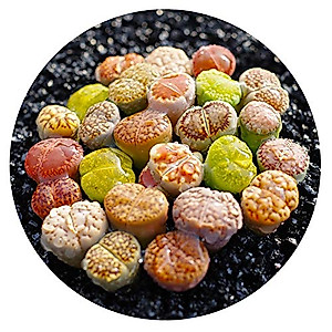 Pack of 8 Live Exotic Lithops Plant Medium Size 2 Years Old Rare Living Stone Seedling Perfect Terrarium Addition