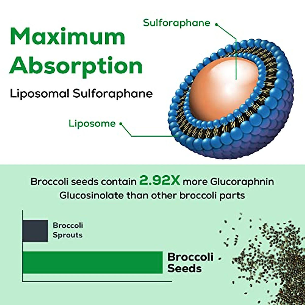 Osasuna Liposomal Sulforaphane 450MG, Maximum Absorption, Glucoraphanin with Myrosinase, Antioxidant Supplement from Broccoli Seed Extract, 120 Softgels
