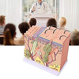 50X Skin Model Biology Education Laboratory Model Skin Model Skin Magnified Model Laboratory Skin Model for Teaching