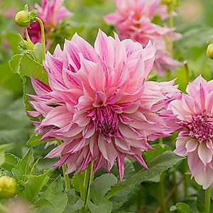 Dahlia Bulbs (Dinnerplate) - Cafe Au Lait Royal - 8 Bulbs - Pink Flower Bulbs, Tuber Attracts Bees, Attracts Butterflies, Attracts Pollinators, Easy to Grow & Maintain, Fast Growing, Cut Flower