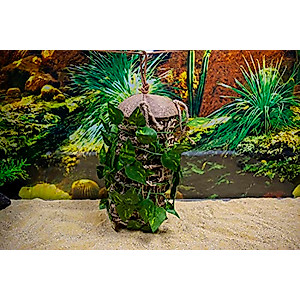 Lizard Lounger Penn-Plax Reptology for Bearded Dragons, Iguanas, and Other Reptiles - Adjustable Hanging (Coconut Climber)