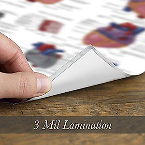 Palace Learning Heart Anatomy Poster - LAMINATED - Anatomical Chart of the Human Heart - 18" x 24"