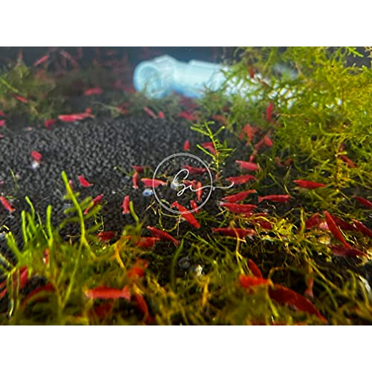 Swimming Creatures 10 Fire Red(GradeA+) Cherry Neocaridina Freshwater Aquarium Shrimp. Live Arrival Guarantee