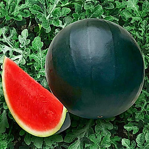 SeedsUP - 30+ Black Beauty Watermelon - Fruit seeds.