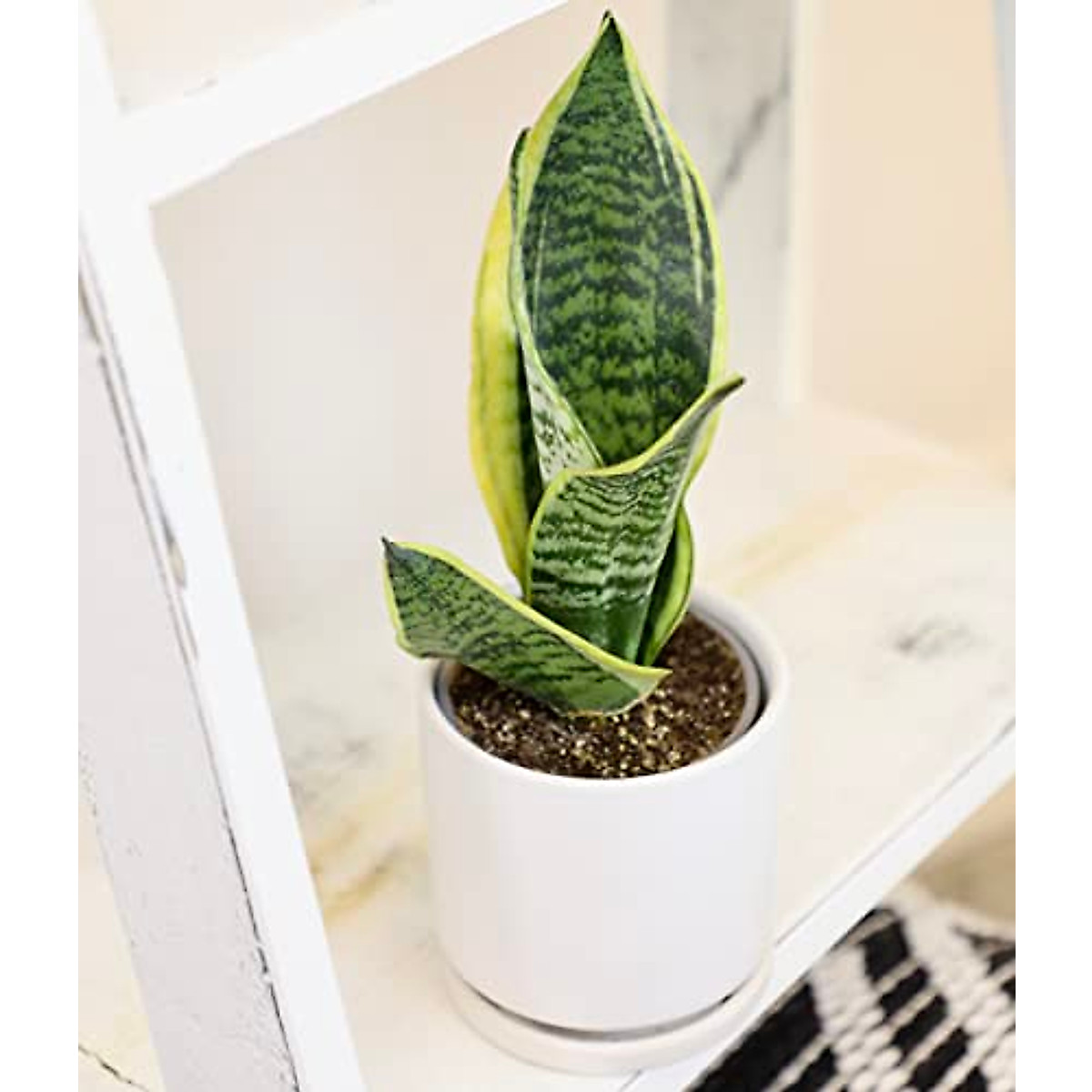 Altman Plants, Live Snake Plant, Sansevieria trifasciata Superba, Fully Rooted Indoor House Plant in Pot, Mother in Law Tongue Sansevieria Plant, Potted Succulent Plant, Houseplant in Potting Soil
