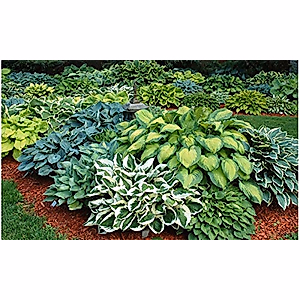 Hosta Perenial Mixed Bare Root Plans 9 Pack