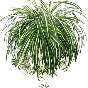 Artificial Chlorophytum Silk Flowers, Flowers Spider Plant Fake Greenery Faux Plant Hanging Basket Ivy Green Leaves Wall Hanging Plants for Home Garden Office Wedding Decoration (Green , One Size )