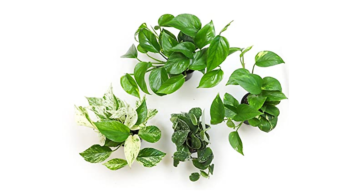 Buy Live Pothos Plants 4PK - Indoor Houseplants