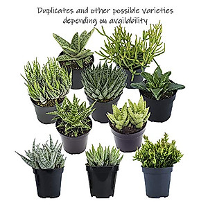 Altman Plants, Assorted Succulents Plants Live Houseplants (4PK), Succulent Plants Home Office Plants Live Indoor Plants, Live Plants Indoor House Plants, Easy Care Plants, Desk Plants, Kitchen Plants