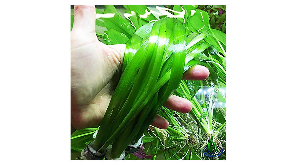 Giant Jungle Val | Freshwater Aquarium Plant Bundles