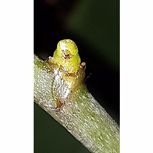 ELIT Orchid CLON+ Cytokinin Keiki Cloning Paste for Burgeon Awakening - Bloom Booster with Vitamins B1 and B6 (1.5 ml)