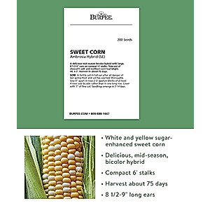 Burpee Ambrosia Sweet Corn Seeds 200 seeds