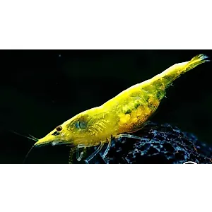 Swimming Creatures 10 Golden Back Yellow Neocaridina Freshwater Aquarium Shrimps. Live Arrival gaurantee