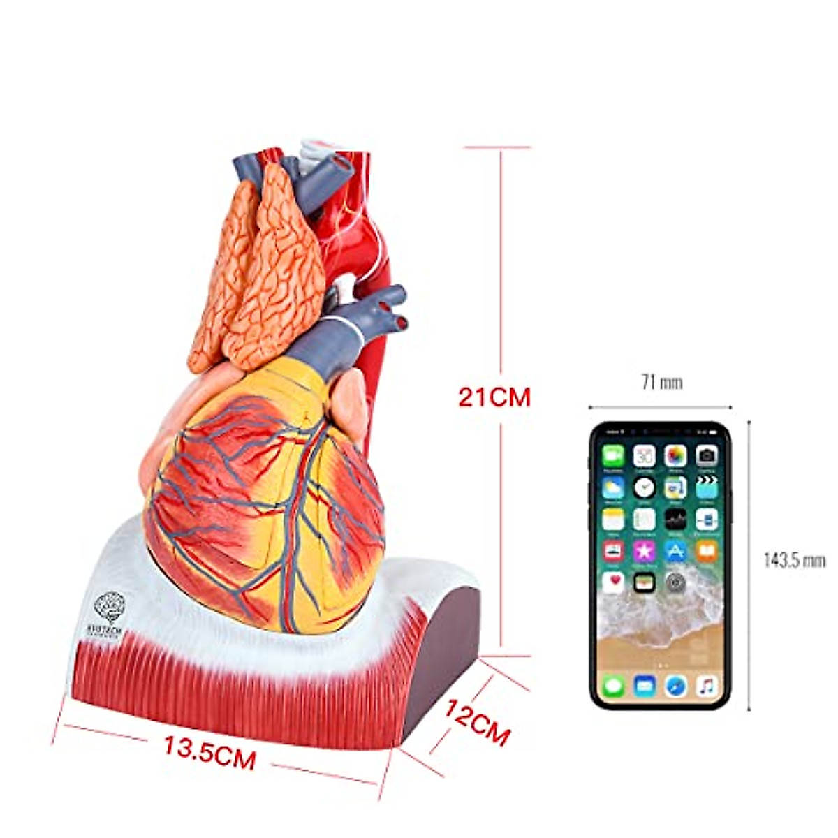 Evotech Deluxe Human Heart Model with Thymus Gland & Diaphram Base, 10 Parts 1.5X Life Size Large Anatomical Heart Model for Classroom and Cardiology Study