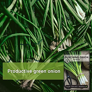 Sow Right Seeds - Heshiko Bunching Japanese Green Onion Seeds for Planting - Non-GMO Heirloom Seeds with Instructions to Plant and Grow a Kitchen Garden, Indoor or Outdoor; Great Gardening Gift