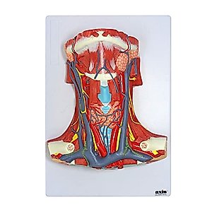 Axis Scientific Human Neck and Throat Anatomy Model | View Into Throat Showing Arteries, Veins, Muscles and Bones | Comes on Base with Product Manual