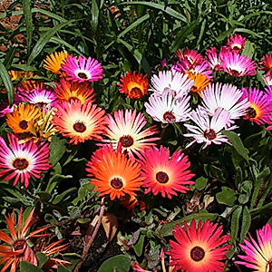 Outsidepride Livingstone Daisy Dorotheanthus Ice Plant Ground Cover Plant & Drought, Heat Tolerant Flower Mix - 5000 Seeds