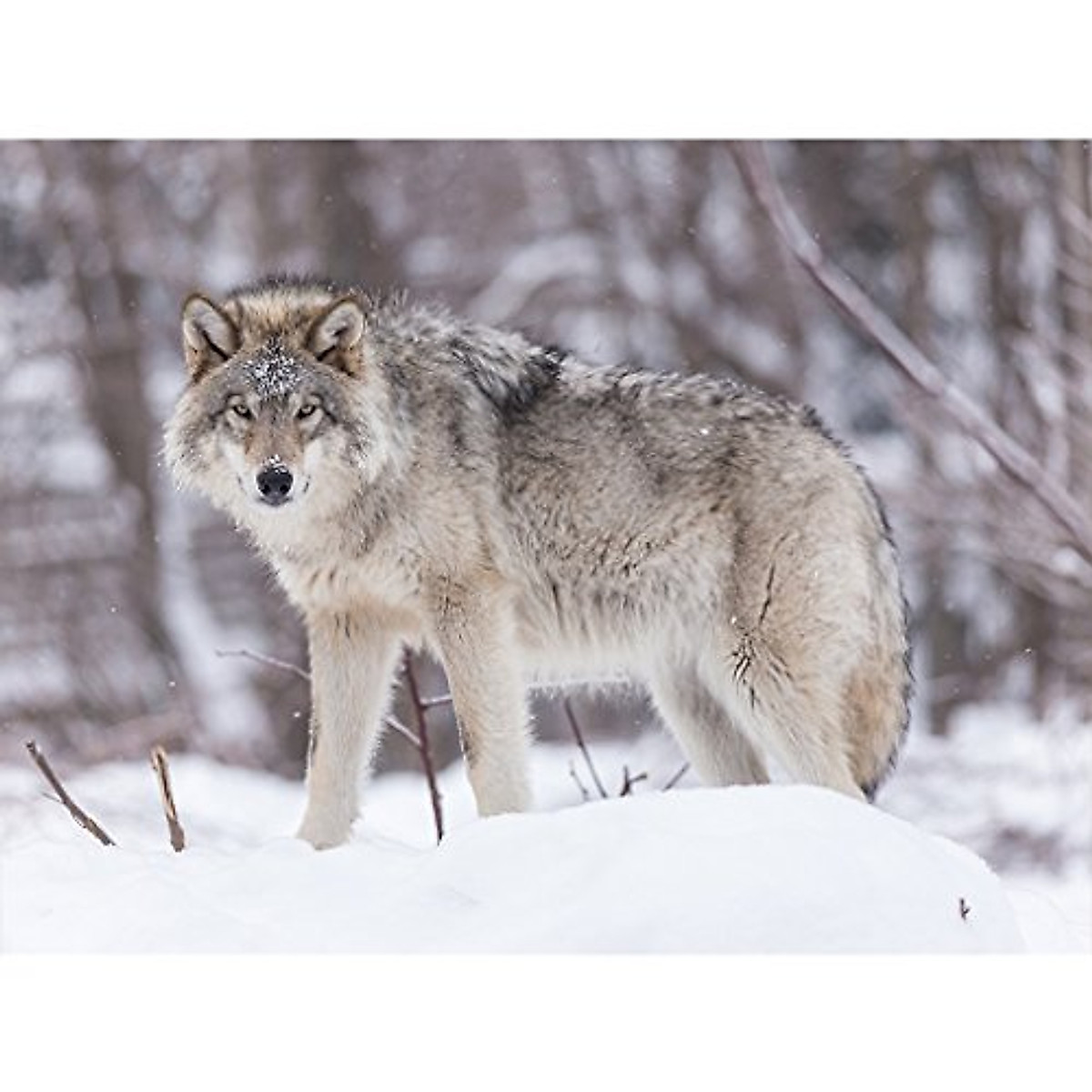 60" x 80" Blanket Comfort Warmth Soft Plush Throw for Couch Wolf Snow Close Up Grassland
