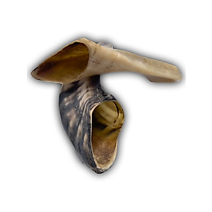 Real shofar small (No Hechsher) Perfect for kids that want the a real shofar. (2 SHOFARS ON BOX)