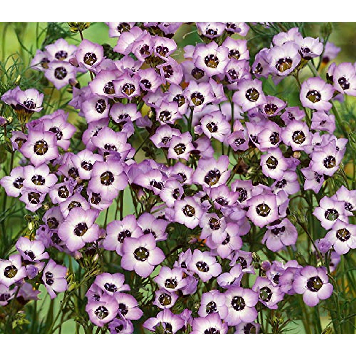 Gilia Birds-Eye Flower Seeds for Planting, 2500+ Flower Seeds Per Packet, (Isla's Garden Seeds), Non GMO & Heirloom Seeds, Scientific Name: Gilia Tricolor, Great Home Flower Garden Gift