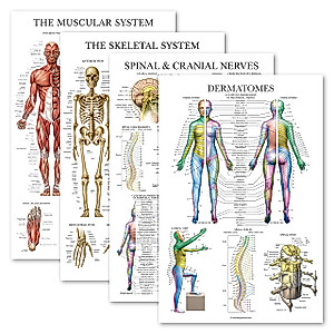 Palace Learning 4 Pack - Anatomical Poster Set - Laminated - Muscular, Skeletal, Spinal Nerves, Dermatomes - Anatomy Chart Set (LAMINATED, 18” x 24”)