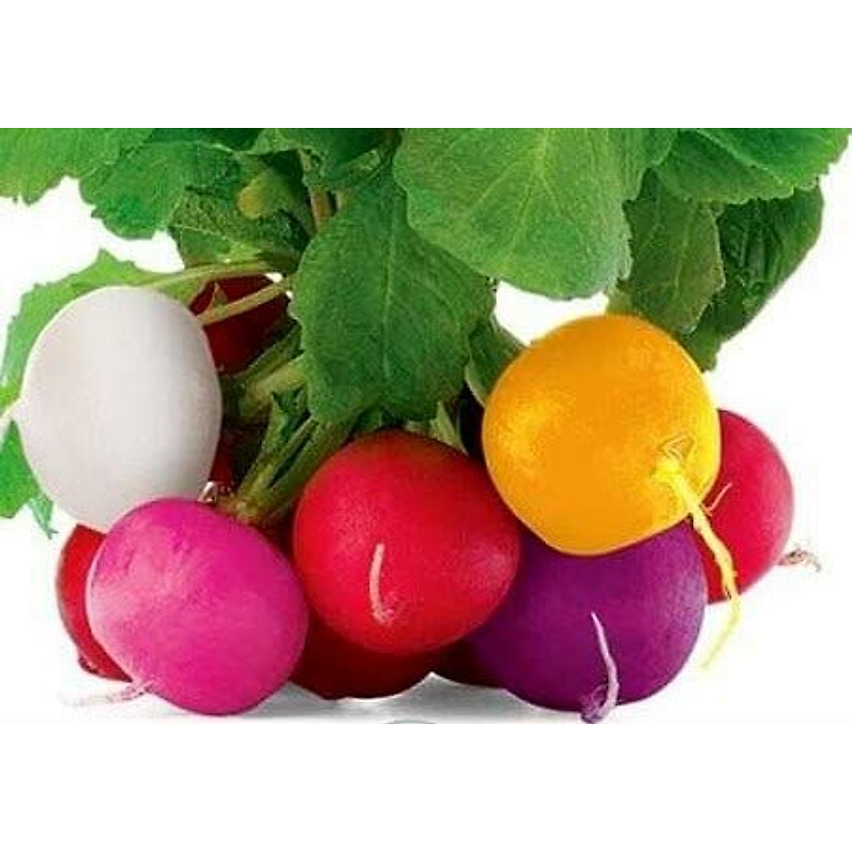 Colorful Radish Seed Mix Easy to Grow Vegetable Garden Seeds for Planting 100 Seeds