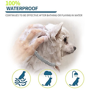 Advanllent Flea Collar for Dogs, Flea and Tick Collars for Small Dogs, 15.5inch, 8 Month Protection (1 Pack), Gray