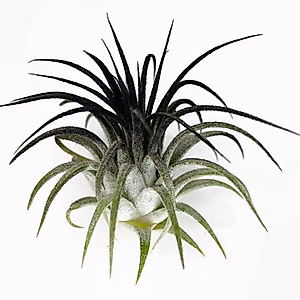 Ionantha Guatemala Tillandsia Air Plant, Guatemala Tillandsia Live Airplant, Healthy Arrival Guaranteed, Great Indoor Plant (Black)