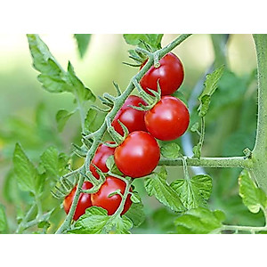 "Sweetie" Cherry Tomato Seeds for Planting, 200+ Heirloom Seeds Per Packet, (Isla's Garden Seeds), Non GMO Seeds, Sweet Flavor, Botanical Name: Solanum lycopersicum, Great Home Garden Gift