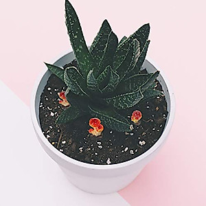 DOITOOL 6pcs Mini Mushroom Fairy Garden Miniature Figurines Mushroom Resin Figures for Garden Ornaments Plant Pots Bonsai Crafts Micro Landscape Decoration