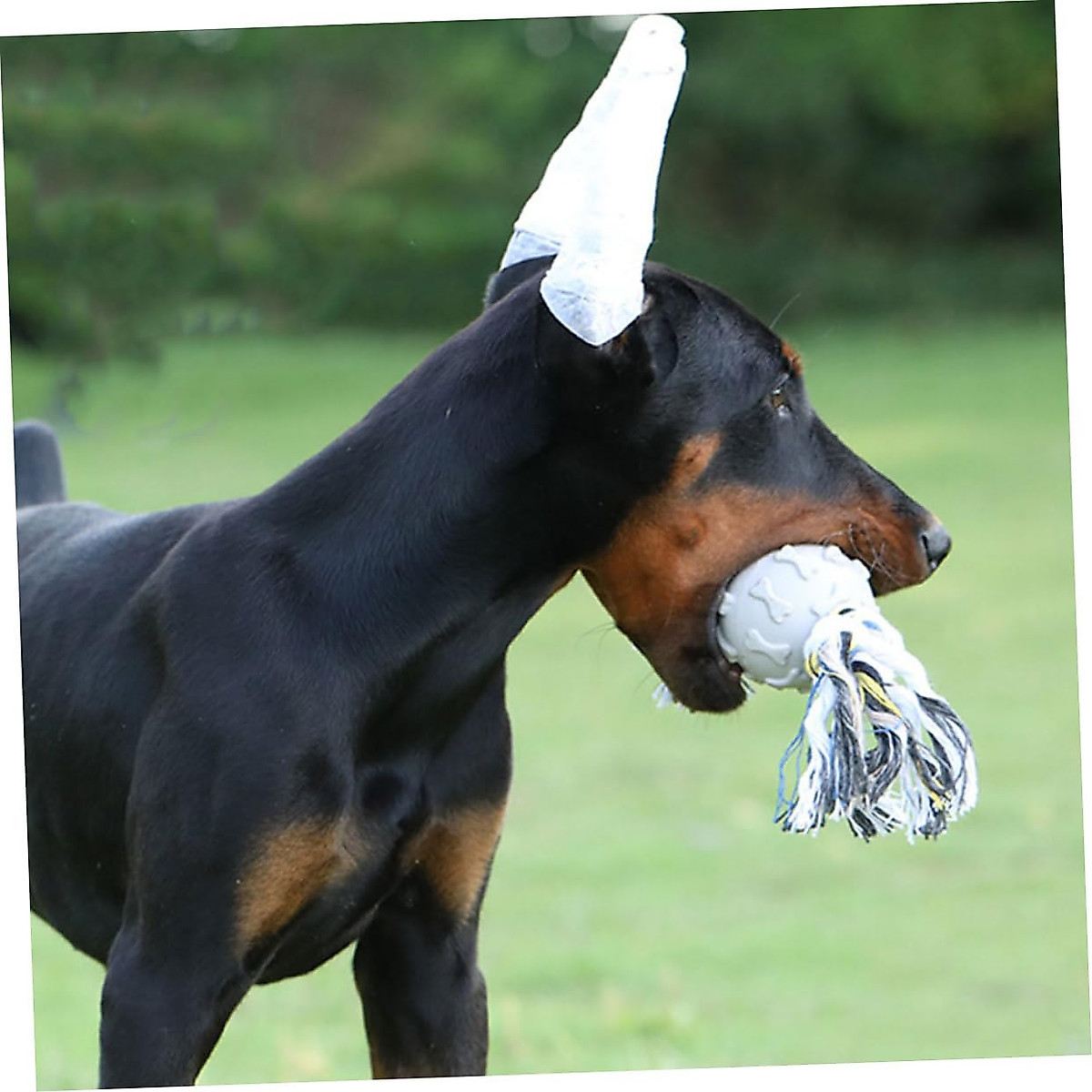 DRESSOOS 10Pcs Dog Ear Support Rods for Puppies Adjustable Ear Standing Accessories with Tapes for Dog Ear Care and Support