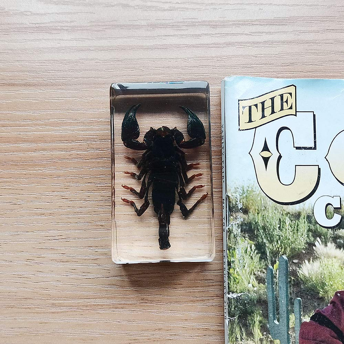 Real Giant Forest Scorpion Insect Specimens In Resin Paperweight Crafts, Animal Taxidermy Collection for Science Education & Desk Ornament (Giant Forest Scorpion)