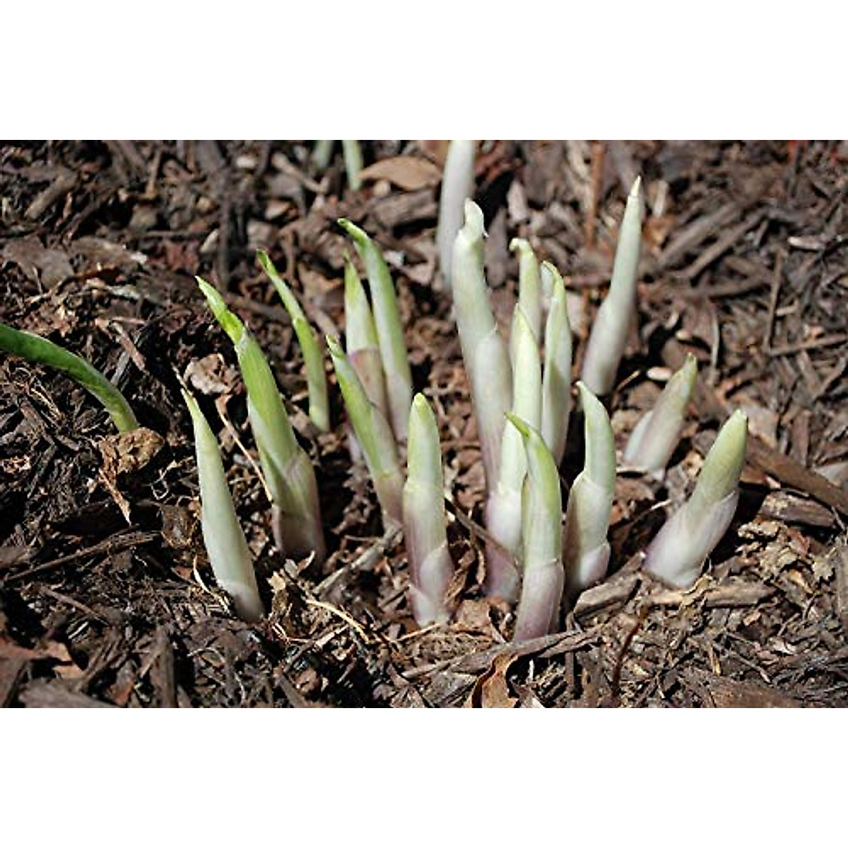 Mixed Hosta Perennials (6 Pack of Bare Roots) - Great Hardy Shade Plants