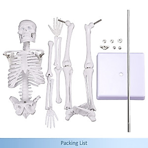 17.7" Human Skeleton Model Anatomical Mini Skeleton Model with Metal Stand, Anatomy Skeleton Model Small with Removable Arms and Legs for Dental Office, Science Lab and Classroom