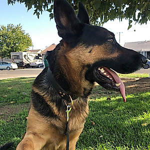 Leather Dog Collar for Medium Dogs with Braided Leather Dog Leash 6 Foot x 1/2"