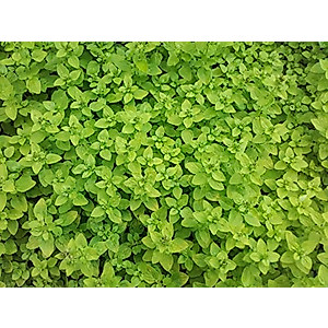 TKE Farms - Marjoram Seeds for Planting, 500 mg approxi. 2000 Seeds, Origanum majorana