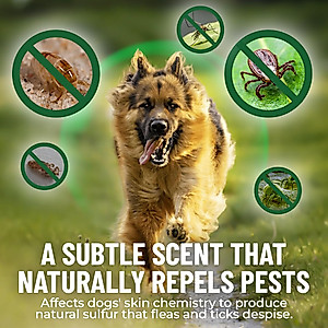 Flea and Tick for Dogs Chewable Pills - No Harsh Chemicals - 100 Chicken Flavored Treats - Guardian's Choice Pets Brand - Tasty Chews Dogs Love - Flea Pills for Dogs