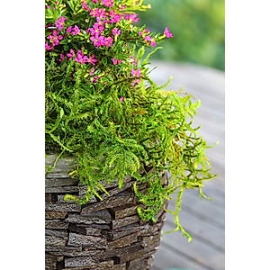 SuperMoss (25322) Forest Moss Preserved, Fresh Green, 8oz