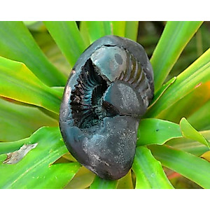 2.25"X4"Shri Laxmi Narayan Shaligram, Rare & Special One Piece, Religious Gifts, Saligram Stone - Gandaki River -I-6051
