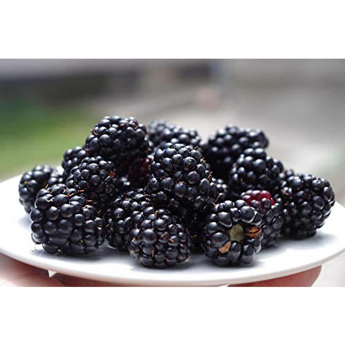 BlackBerry - Chester - THORNLESS - Non-GMO - Good Flavor, Large Berries - 2 Pack - Wrapped in Coco Coir - GreenEase by ENROOT