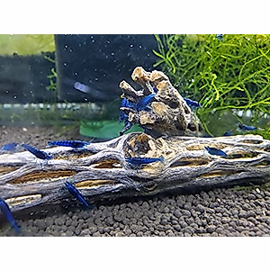 Natural Cholla Wood for Aquarium Decoration, Shrimp, Hermit Crab, Chew Toys for Small Pets (4 Inches Long(Pack of 3))