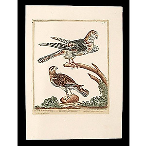 Faucon de diverses couleurs [Multi-coloured Falcon]; Faucon a queue anelee ou l'Epervier de la Baye de Hudson [Canadian Falcon]